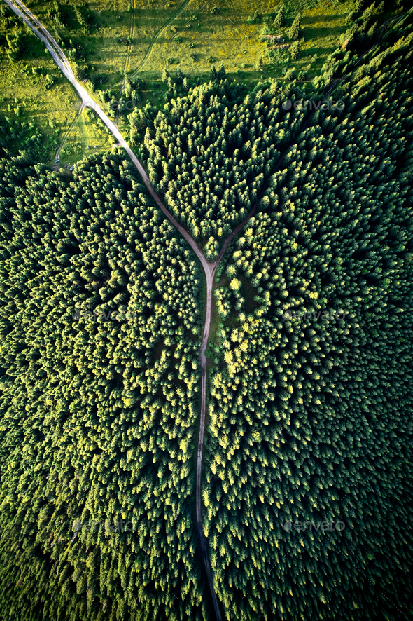 Path through mountain forest with green trees. Stock Photo by anatoliy_gleb