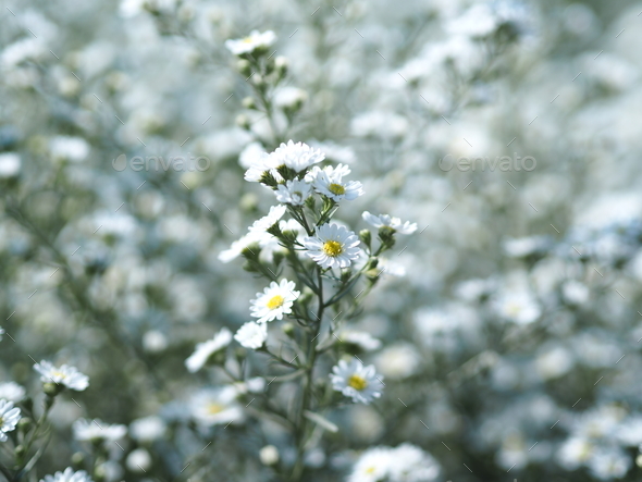 Cutter Aster Flower, Solidago Canadensis, Asteraceae, Biannials white ...