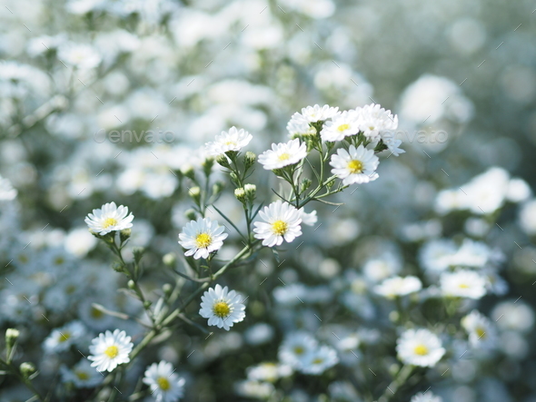 Cutter Aster Flower, Solidago Canadensis, Asteraceae, Biannials white ...