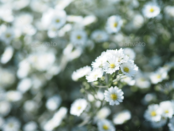 white Cutter Aster Flower, Solidago Canadensis, Asteraceae, Biannials ...
