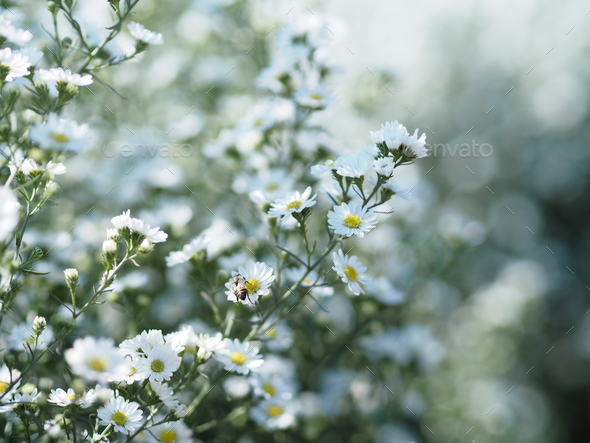 white Cutter Aster Flower, Solidago Canadensis, Asteraceae, Biannials ...