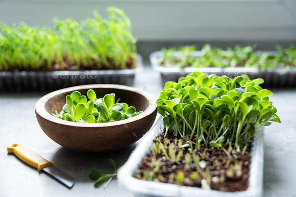 Harvest of milk thistle microgreens sprouts Stock Photo by ivankmit