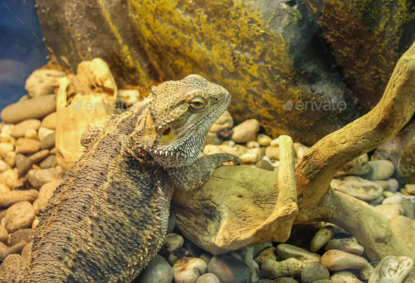 Bearded Dragon Pogona Vitticeps in a terrarium. Close up Australian ...