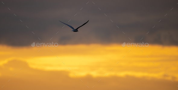 Turn bird flying into the distance silhouette photo against bright ...