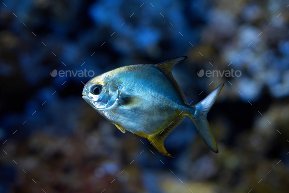 Silver Dollar aquarium fish with shiny shell swims in water Stock Photo ...