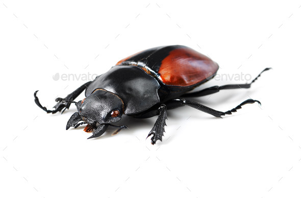 Bold and beautiful bugs Stock Photo by YuriArcursPeopleimages | PhotoDune