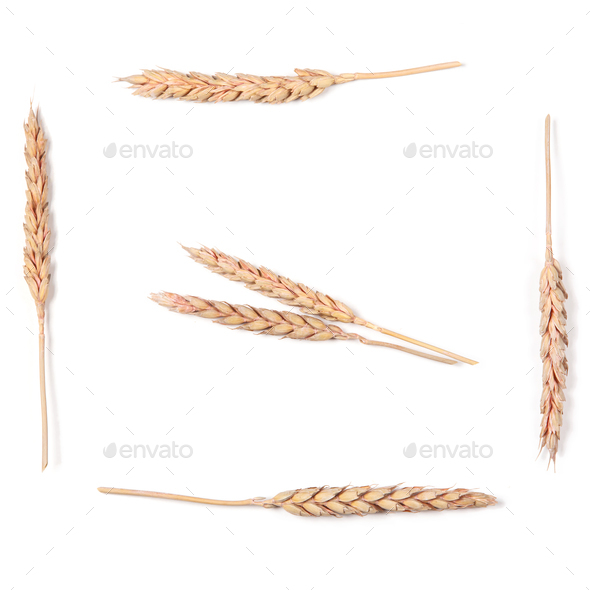 Ears of wheat Stock Photo by BLACKDAY | PhotoDune