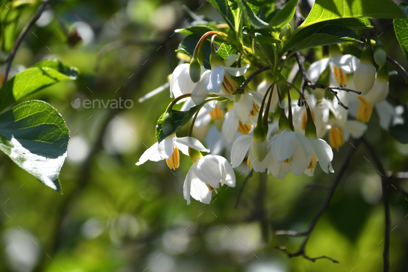 A weeping Japanese Snowbell tree in bloom, white flowers with yellow ...