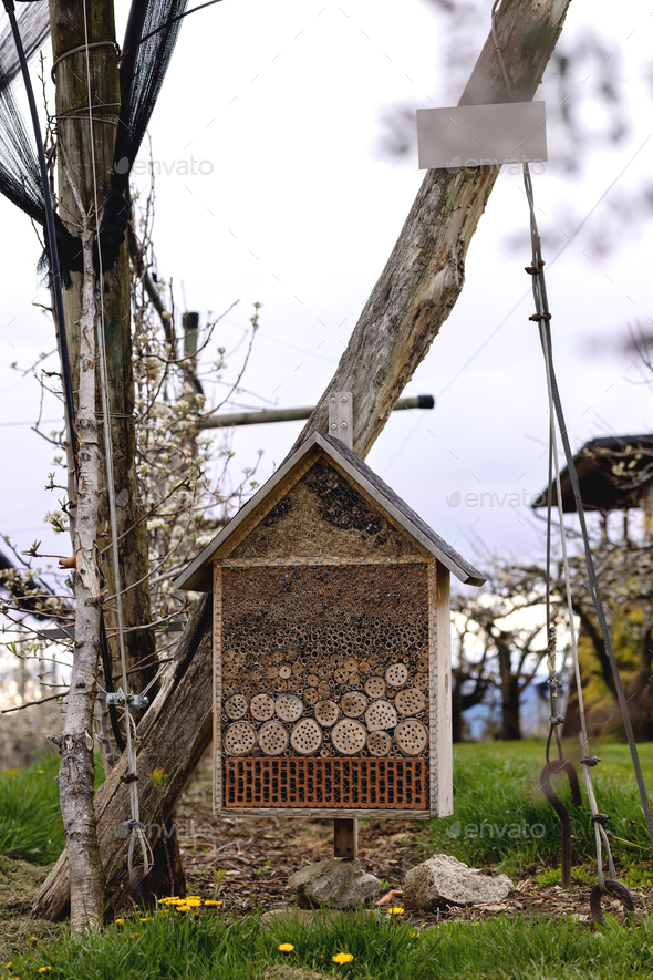 Insect house hanging on a tree on apple plantations in Styria Stock ...