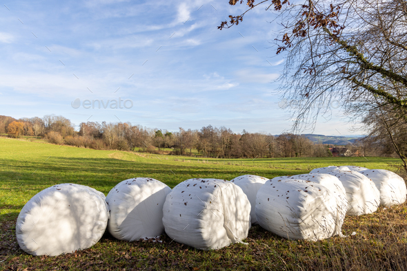 Bales of hay wrapped in film on an empty pasture close-up Stock Photo ...