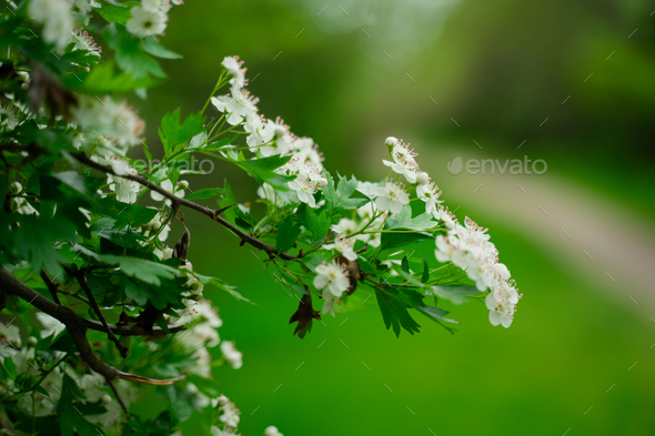 white flowering shrub tree, spring bloom Stock Photo by senencov ...