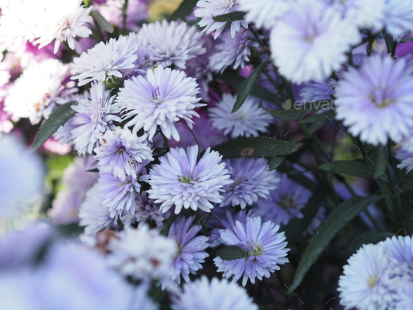 violet white Cutter Aster Flower, Solidago Canadensis, Asteraceae ...