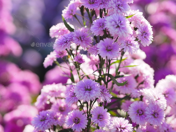 violet white Cutter Aster Flower, Solidago Canadensis, Asteraceae ...