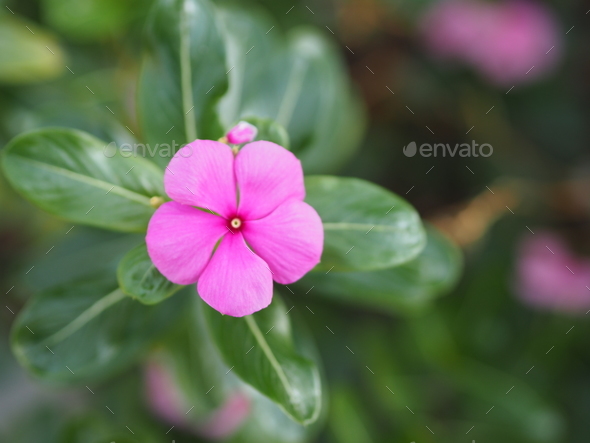 Cayenne Jasmine ,Periwinkle, Catharanthus rosea, Madagascar Periwinkle ...