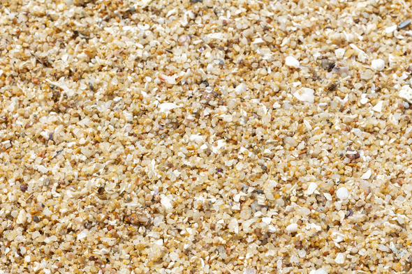 abstract background of shell conch fragments, vacation concept. Sand ...