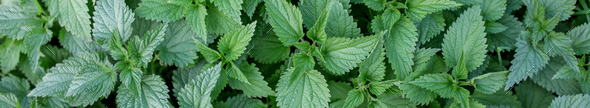 Stinging nettle leaves as background. Green texture of nettle. Top view ...