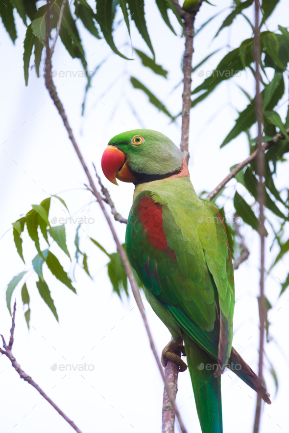 Adult Male Parrot Alexandrine Parakeet on a Tree Branch Stock Photo by ...