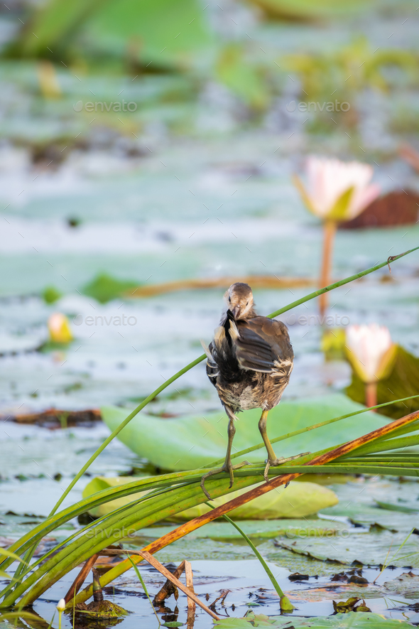 Eurasian moorhen juvenile bird rest on long reed stems above lake ...