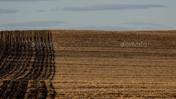 Agricultural landscape with unharvested crops Stock Photo by wirestock