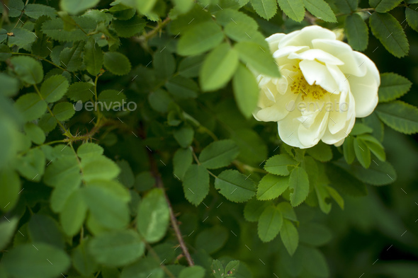 white roseship flower on a dark green background Stock Photo by kajasja