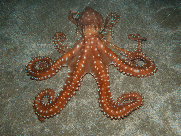 Beautiful white spotted octopus at night Stock Photo by SakisLazarides