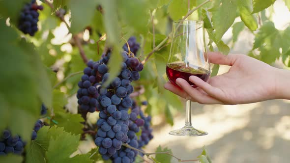 Shaking Red Wine Glass in the Vineyard, Stock Footage | VideoHive