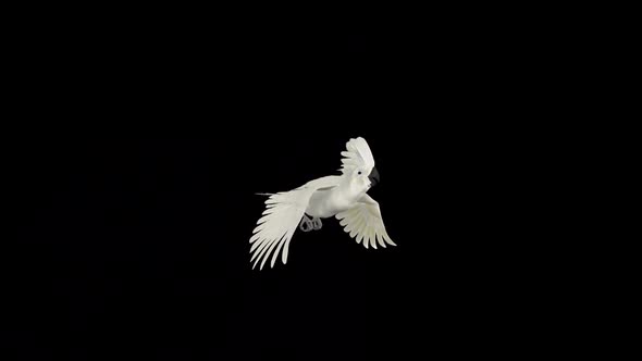 White Doves - Flock of 5 - Flying Transition by VideoMagusFX | VideoHive