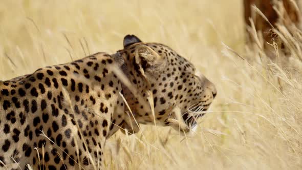 Male Leopard Walks with Tail Curled, Stock Footage | VideoHive