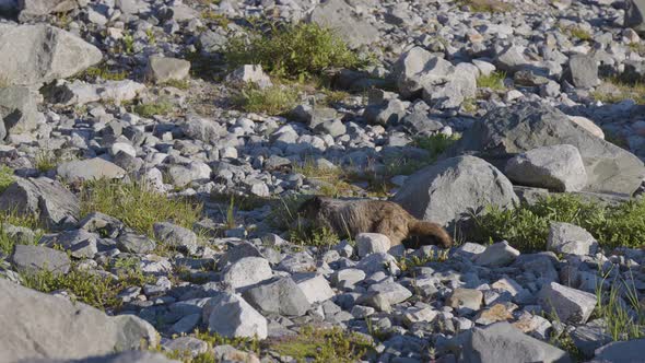 Marmot Running in Rocky Canadian Mountain Landscape, Stock Footage