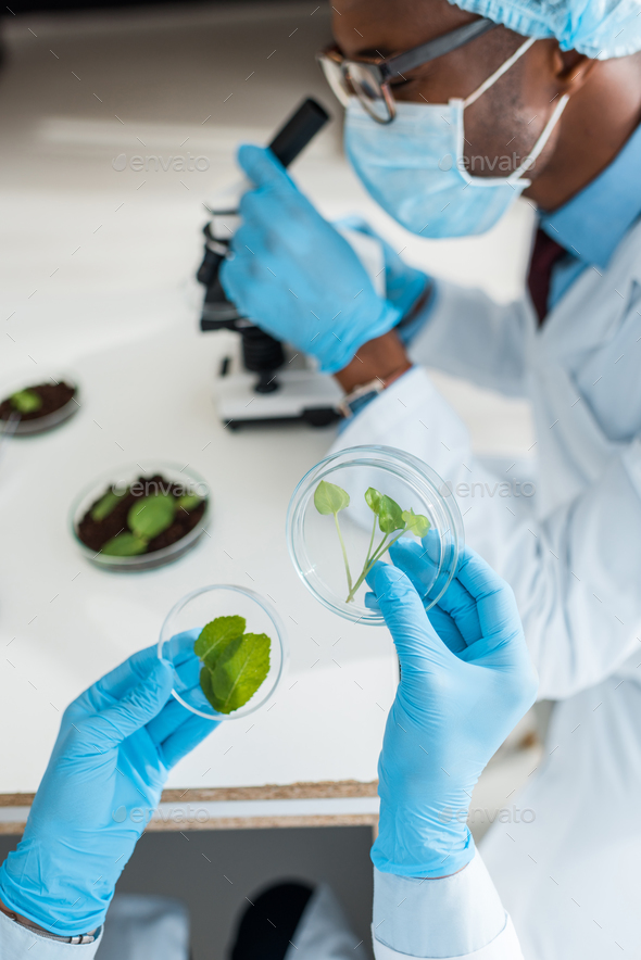 selective focus of biologist holding leaves and african american colleague using microscope ...