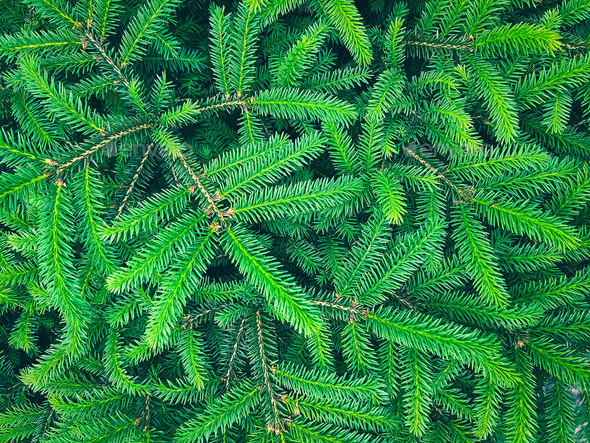 Top View Spruce Tree Texture Natural Background Stock Photo by Portoprens