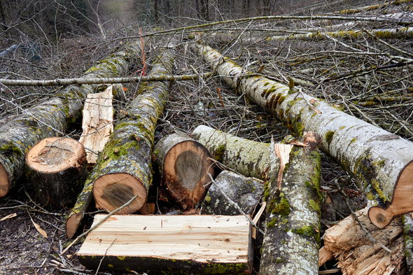 Pile of Chopped Down Trees Stock Photo by couragesings | PhotoDune