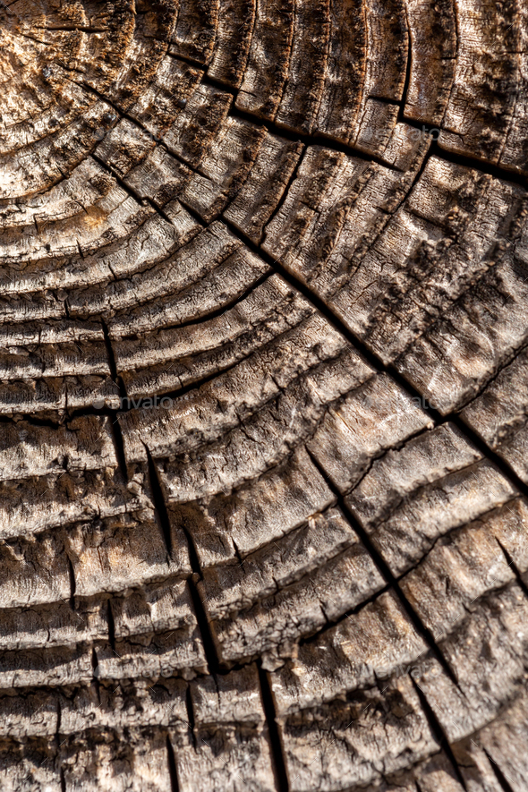 Texture of tree stump Stock Photo by vladans | PhotoDune