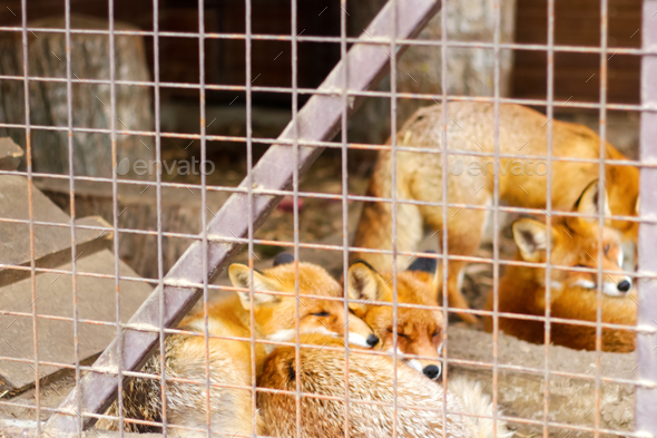 Two Fennec fox sleeping together. Red fox, vulpes vulpes, small young ...