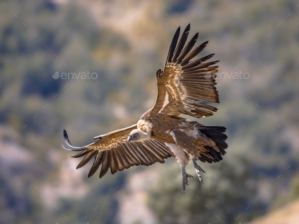 Griffon vulture flying and landing Stock Photo by CreativeNature_nl