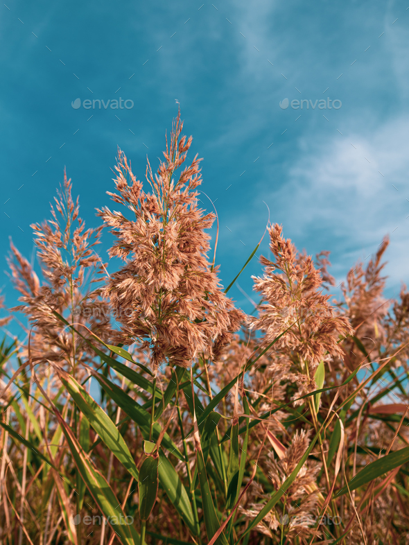 Fluffy golden reeds on turquoise blue sky background. Trendy natural ...