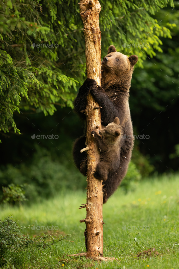 Mother brown bear and cub's climbing up a tree. Stock Photo by WildMediaSK