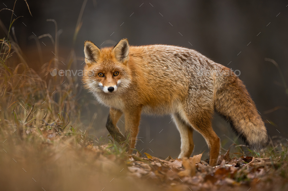 Fluffy red fox looking back on foliage in fall nature Stock Photo by ...