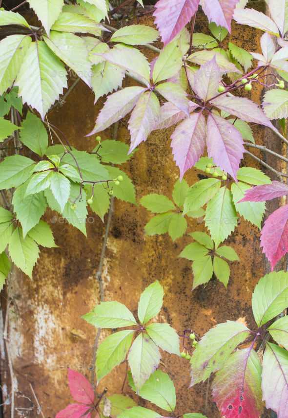 Parthenocissus quinquefolia, known as Virginia creeper, Victoria ...