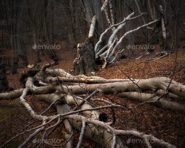 Fallen beech tree trunks and branches over autumn foliage captured in ...