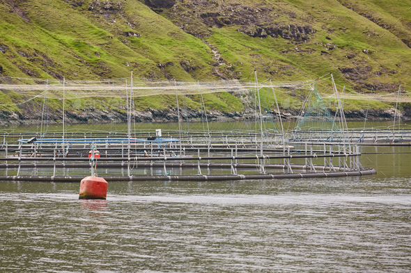Salmon fishing farm pools in Faroe islands fjords. Aquaculture Stock ...