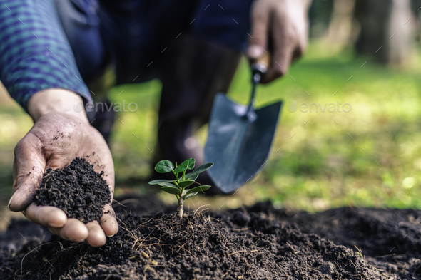 World environment day reforesting, nature and ecology concept. The ...