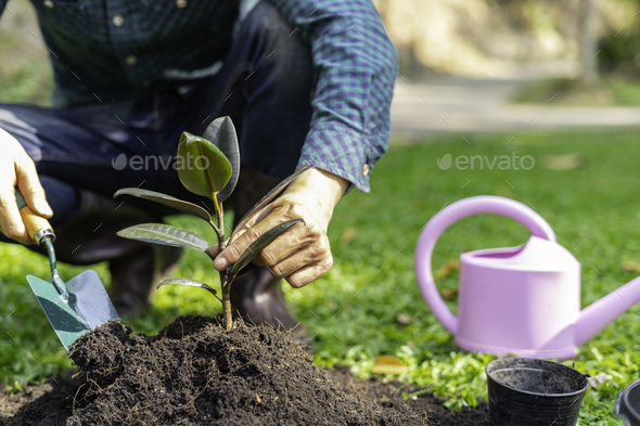 Male doing leisure activities by planting trees, planting trees for ...