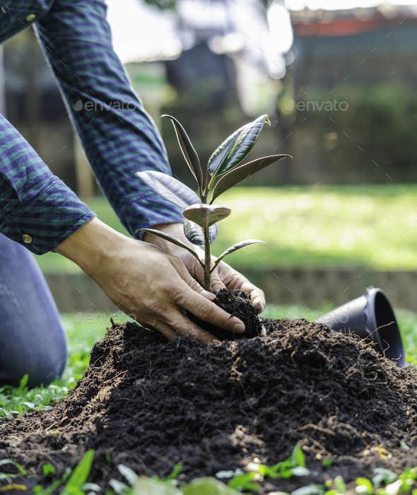Man planting trees, planting seedlings into the ground, planting trees ...
