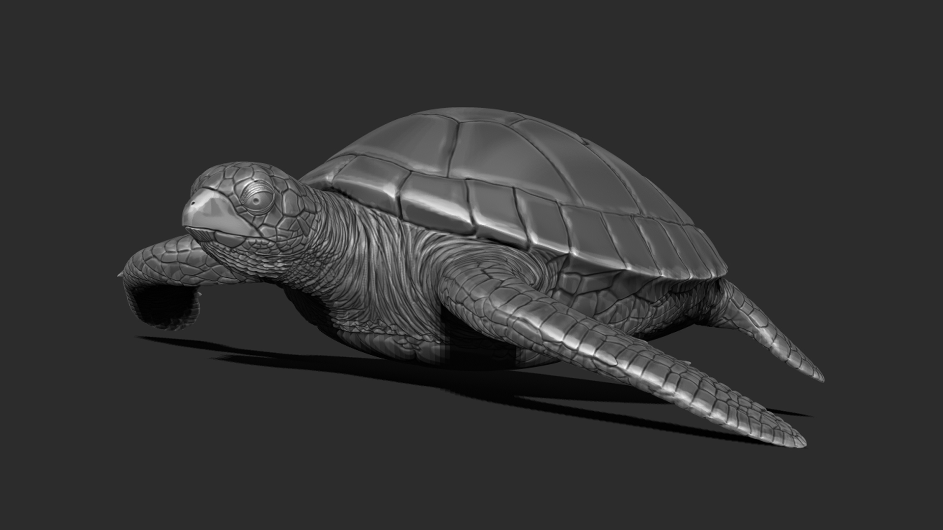 Turtle print 3D by coc3d | 3DOcean
