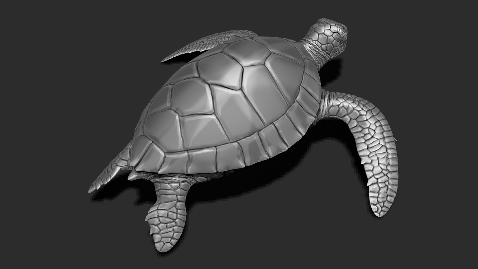 Turtle print 3D by coc3d | 3DOcean