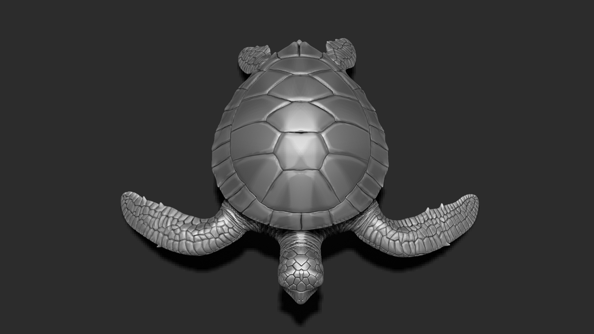 Turtle print 3D by coc3d | 3DOcean