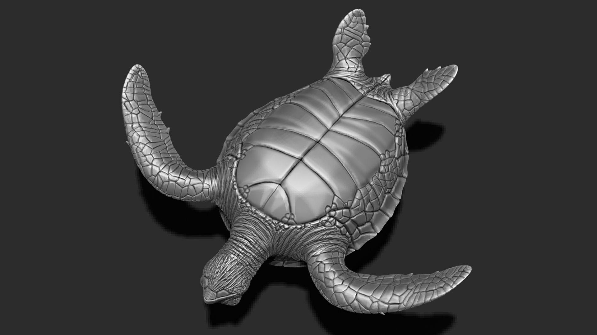 Turtle print 3D by coc3d | 3DOcean