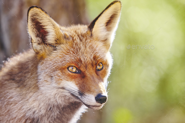 Fox head with geen background. Wildlife in the forest Stock Photo by ...
