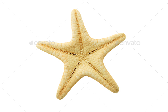 Starfish backside isolated on white with copy space Stock Photo by ...